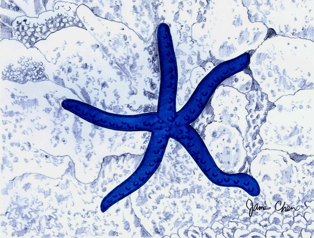 Blue Starfish Art Starfish Blue And Turquoise On White Photograph By