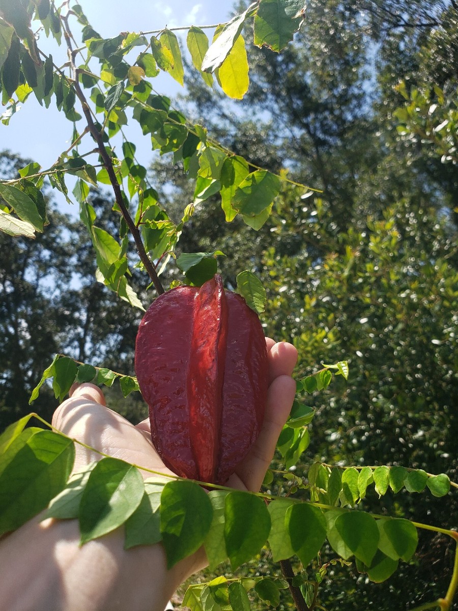 Dwarf Star Fruit Tree Augadh Star Fruit Carambola Grafted Plant Price