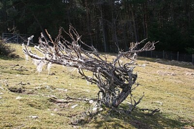 Photo 6x4 A Wool Tree Towie/NJ4312 Just to show that wool does grow on ...