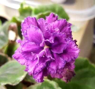 African Violet * PLUG * Apache Daydream | eBay