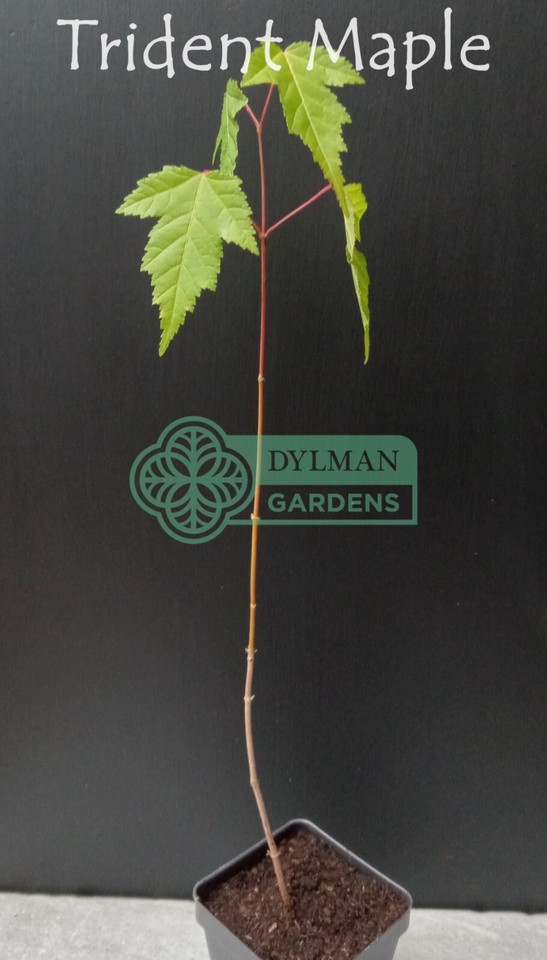 Trident Maple Tree - Acer buergerianum (Dormant) - Live Plant 4 to 6 ...