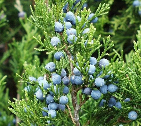 Red Juniper Berries
