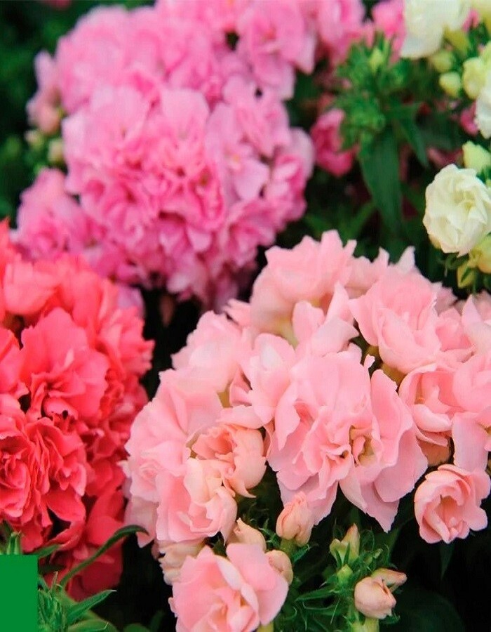 Phlox Terry mix, 250 Phlox varieties MIX seeds, Terry phlox heirloom ...