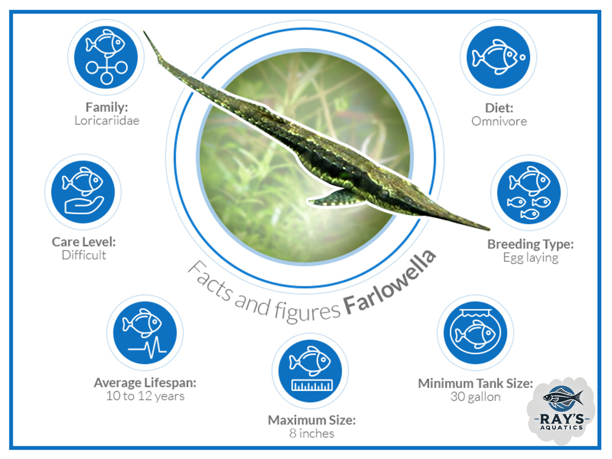 Royal Whiptail Catfish