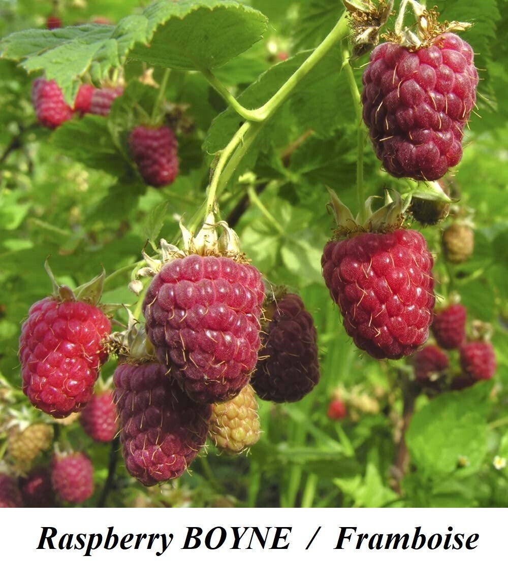 Fruits Framboises