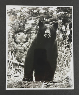 1980s Black Bear Looking At Camera Forest Nature Wildlife Vintage Press ...