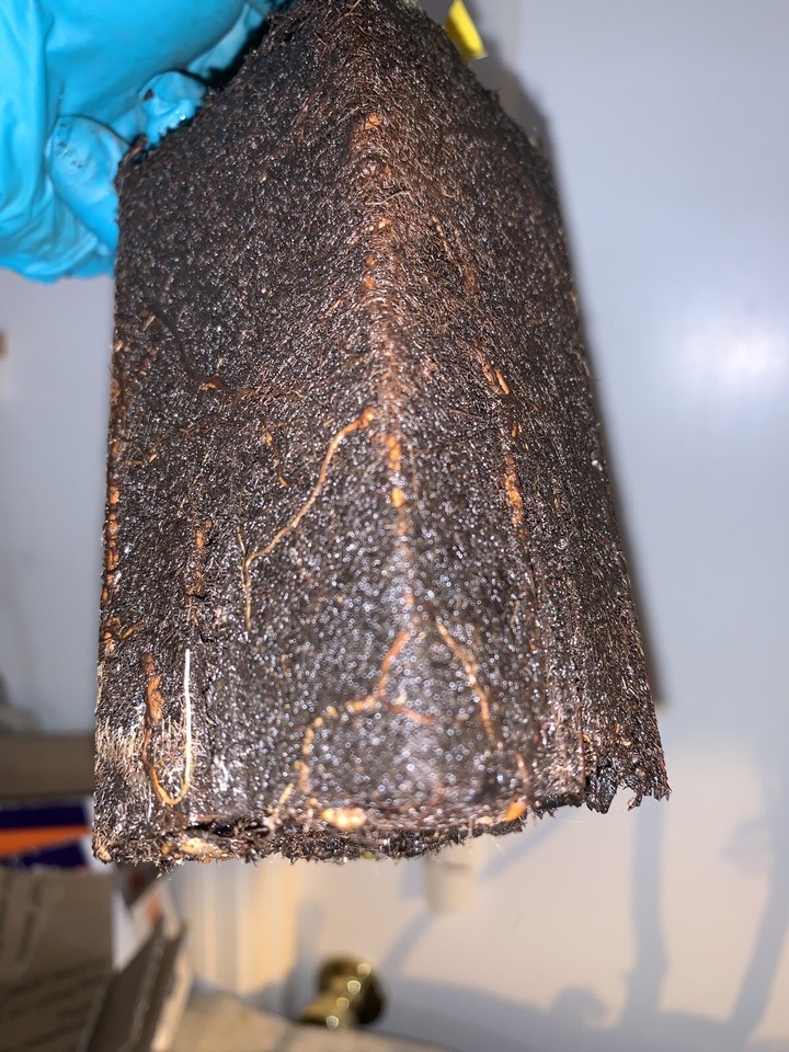 Swedish Columnar Aspen (Populus tremula ‘Erecta’) 1-2 ft tall plant | eBay