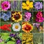 ALL PERENNIAL Wild Flower Mix. Pollinator Food, Garden Heirloom, 1200 ...