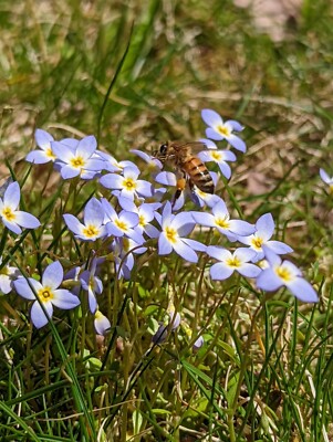 Photo Digital Product Wallpaper Prints Forget Me Nots Honey Bees | eBay
