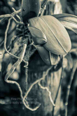 KELLY WILLIAM WRIGHT Botanical Orchid Flower Zen Garden Original Photo ...