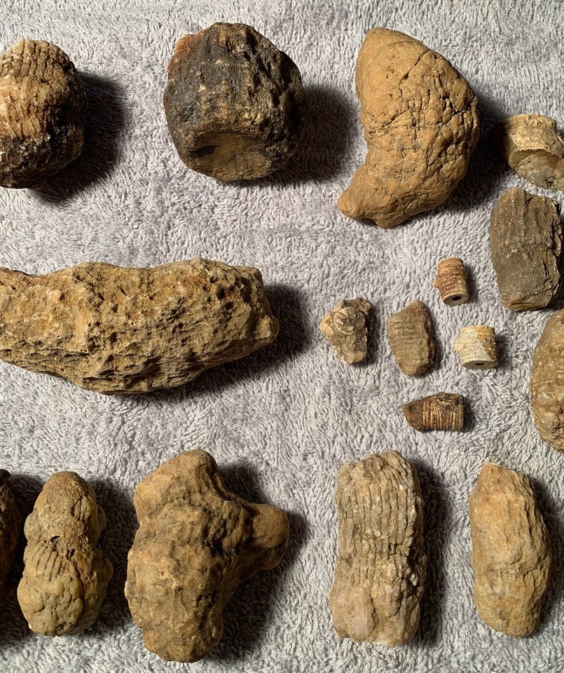 Fossilized Indiana Geode Quartz Crystal Agate crinoid Stem Lot | eBay