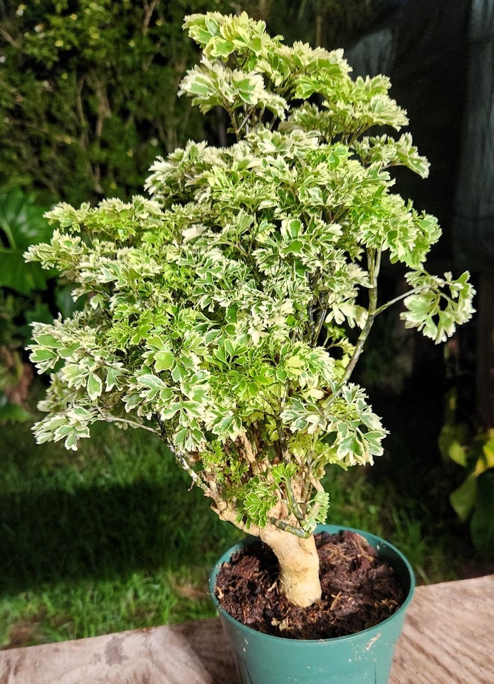 Polyscias fruticosa Variegata Golden Ming Aralia Plant in 6" Pot 14 ...