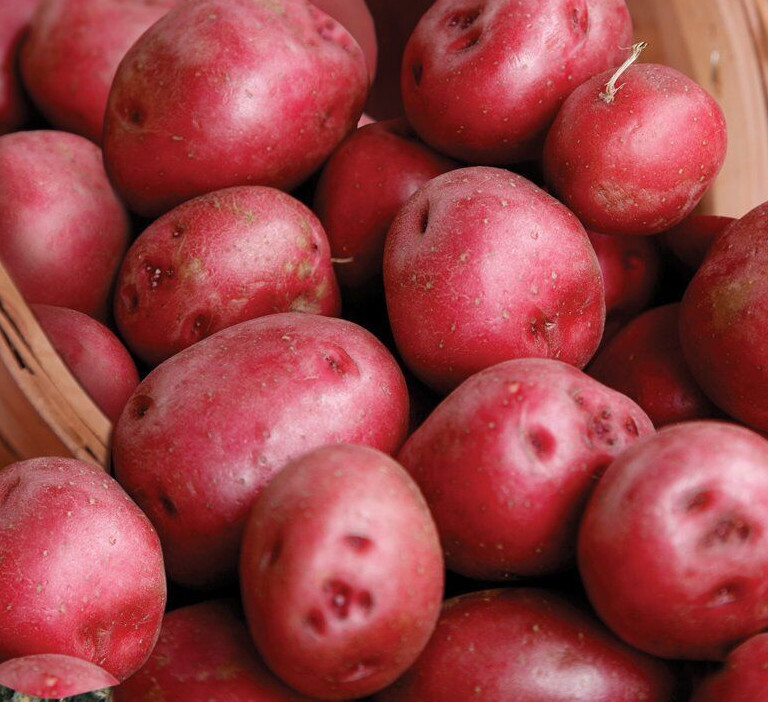 American Flag Mix Seed Potatoes | Planting Red Russet Blue 2025 Free ...