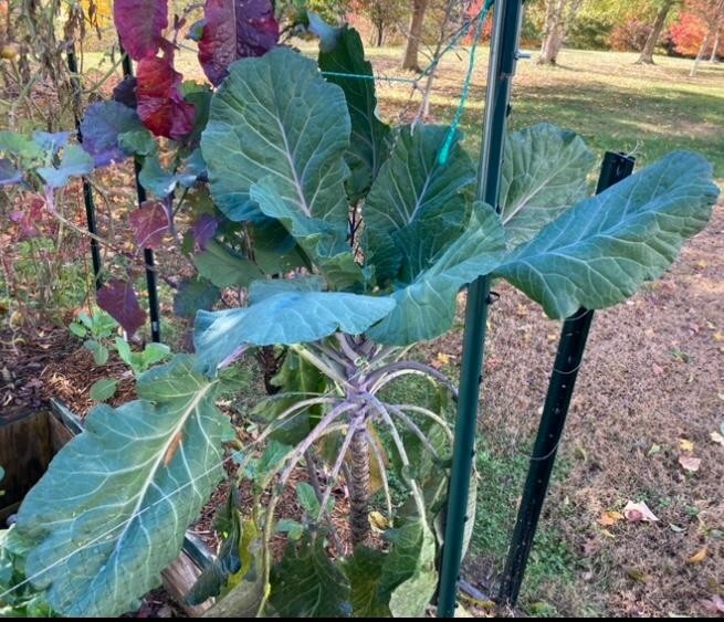 COLLARD GREEN (AFRICAN TREE COLLARD HYBRID-LONGHEAD) -6 FOOT PLANTS- 50 ...