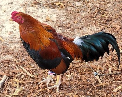 Hamlin Asil hatching eggs, gallos,pollos, gamecock,rooster,asils ...