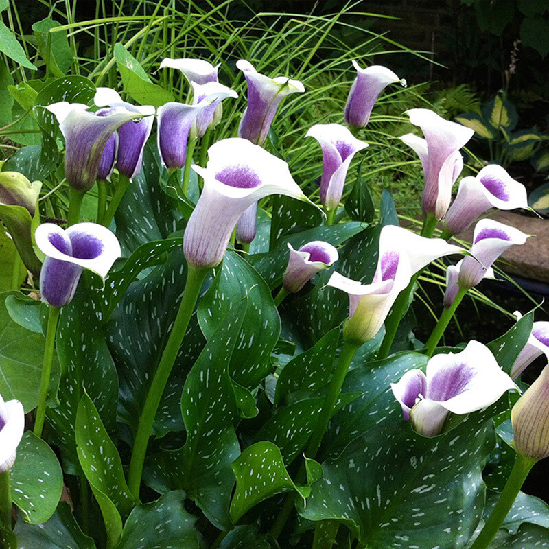Calla Lily Mix（100）Seeds Flowers Easy to Grow Planting for Outdoor ...