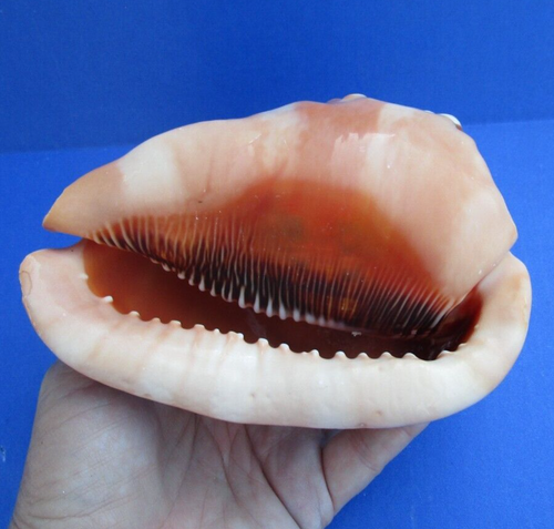 5 inch Cameo Shell Red Helmet Bullmouth Seashell seashells sea snail ...