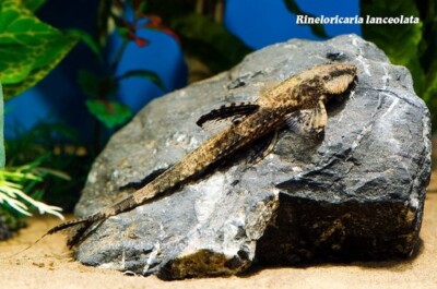 🍫 2 Lanceolata Whiptail Catfish (Chocolate Color Whiptail) Live ...