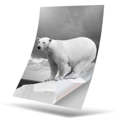 1 x Vinyl Sticker A4 - BW - Polar Bear Ice Animals Wild #41267 | eBay UK