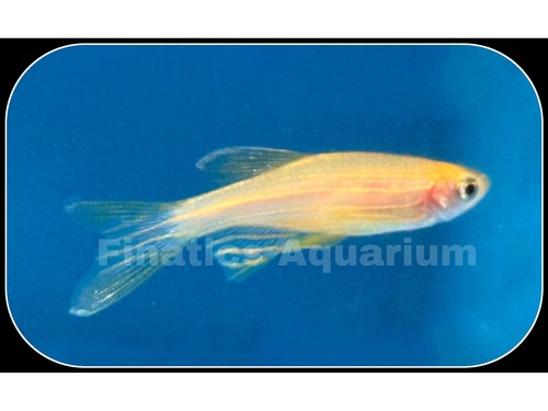 Gold Longfin Danio T13 | eBay