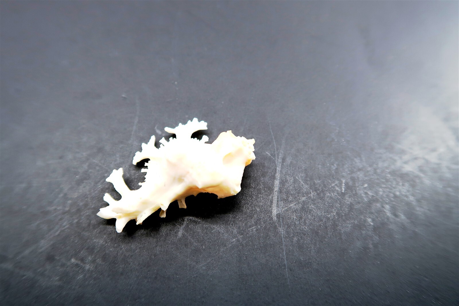 45 mm Murex Anatomicus Seashell 1.75" Long from Japan | eBay