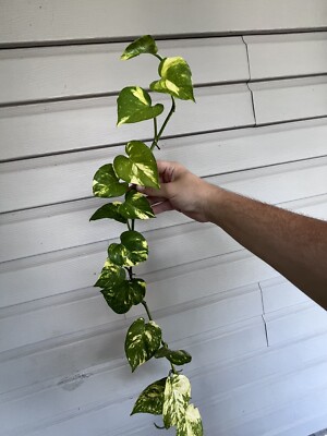 XL Golden Pothos Vine Cutting | 30” Long | Live Houseplant | FREE ...