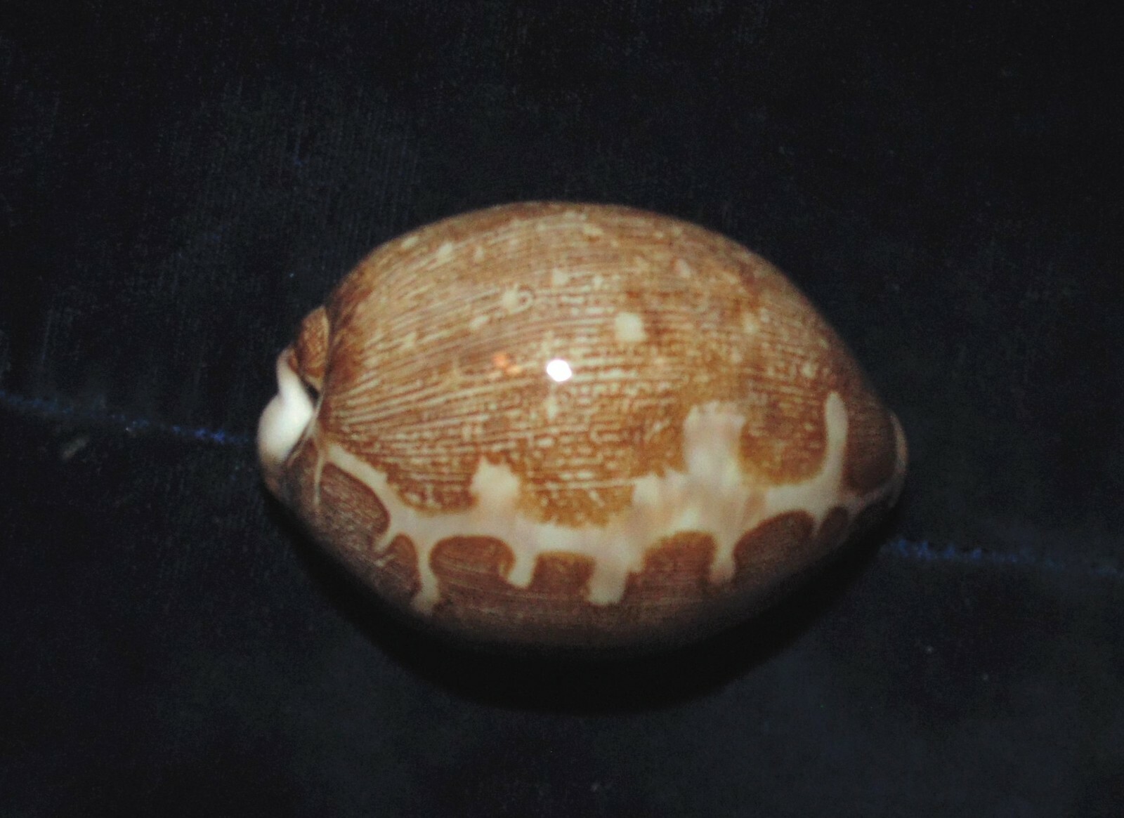 CYPRAEA MAPPA COWRIE SEA SHELLS BEACH DECOR 2-1/2 to 3-1/2 | eBay