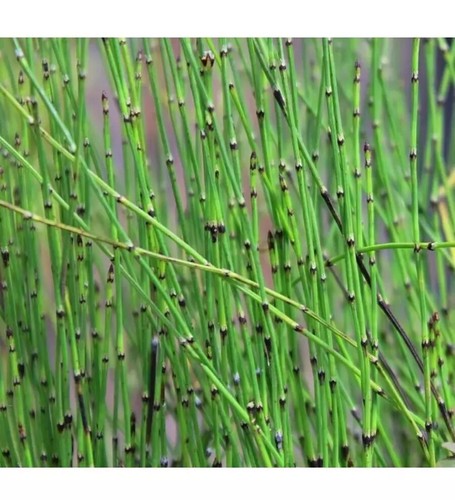 1 x dwarf horsetail equisetum scirpoides Marginal Plant Pond Plant Bog ...