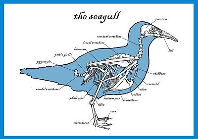 NEW Anatomy of a Seagull Greetings Card Herring Gull Seaside Any ...