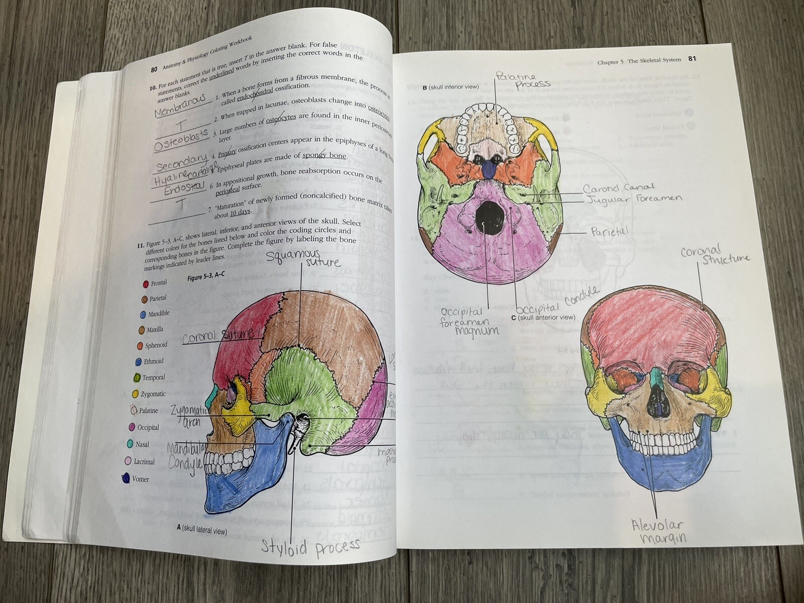 Anatomy and Physiology - Coloring Workbook - 12th Edition, Pearson ...