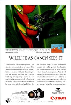 Canon EOS Camera White-tailed Sabrewing Vintage Print Ad 1994 | eBay
