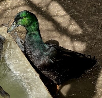 Cayuga Mix Duck Eggs One Half Dozen Fertile Hatching Eggs FREE 2 DAY ...