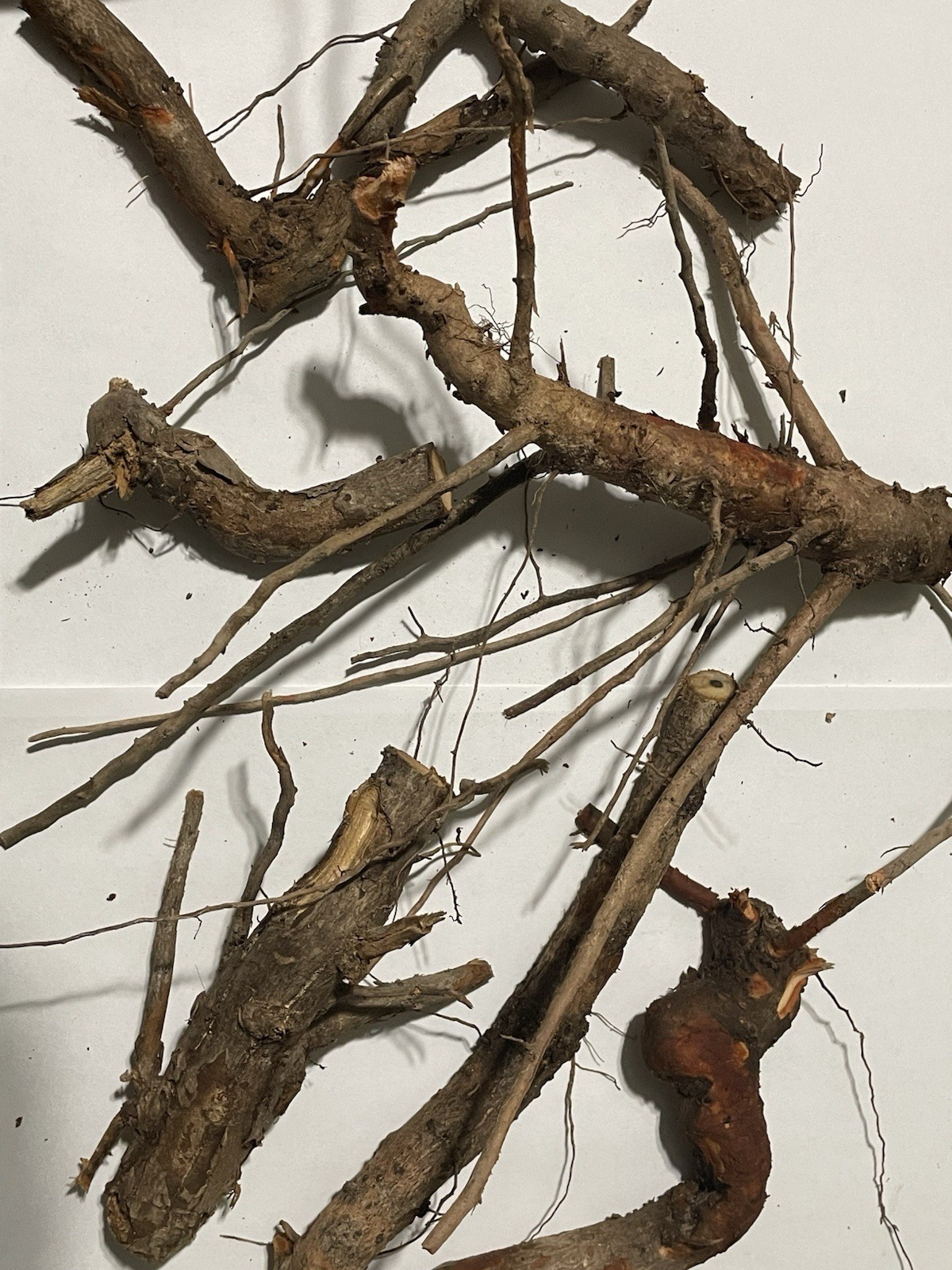 Texas Sassafras Root 1 Pound Free Shipping! | eBay