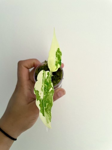 Very rare Alocasia sarian Albo-variegata plant | eBay