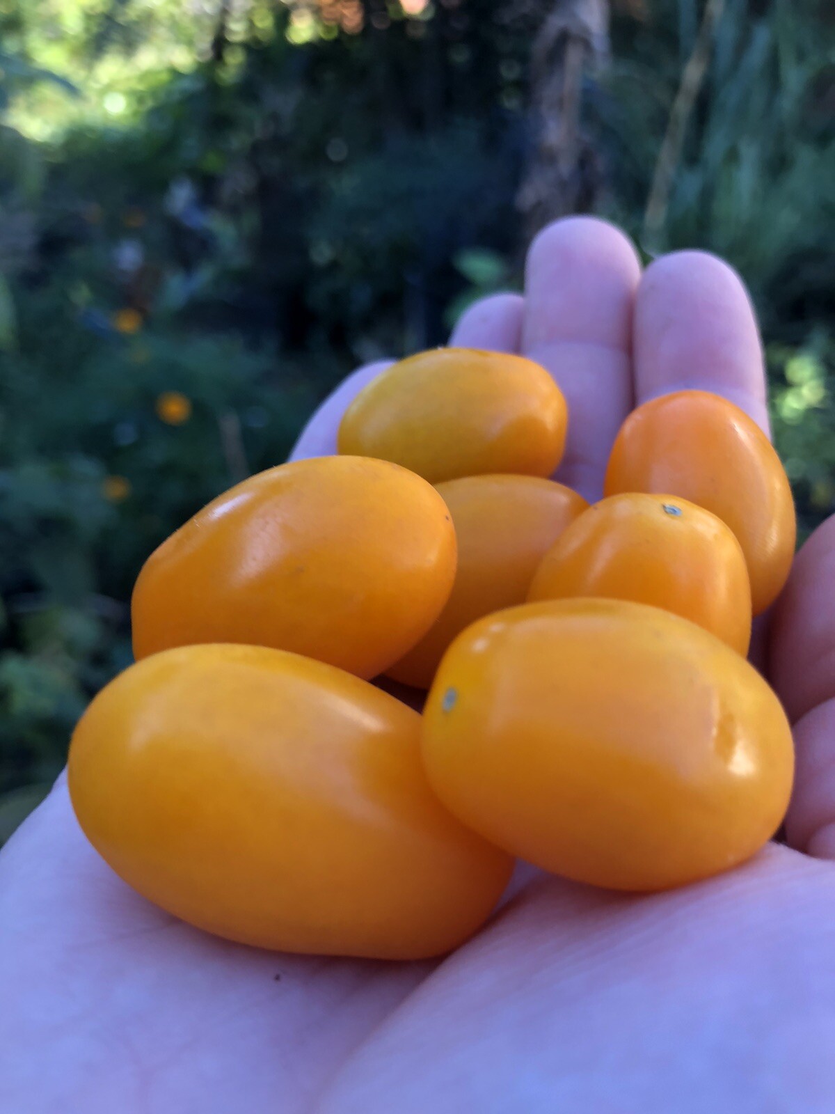 GRAPE TOMATO Sweet Perino Gold 100 Seeds HEIRLOOM WA GROWN Solanum ...