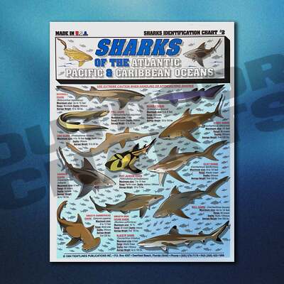 Sharks Identification #2 (Atlantic, Pacific, and Caribbean Oceans ...