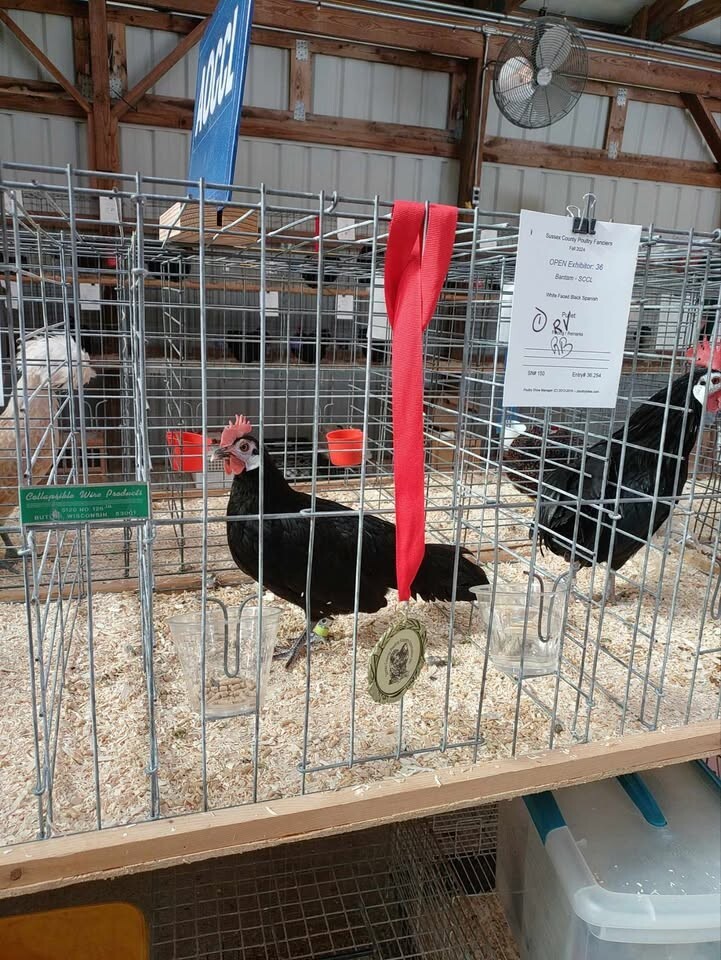 10+ Bantam White Faced Black Spanish Hatching Eggs *SHOW QUALITY*NPIP ...