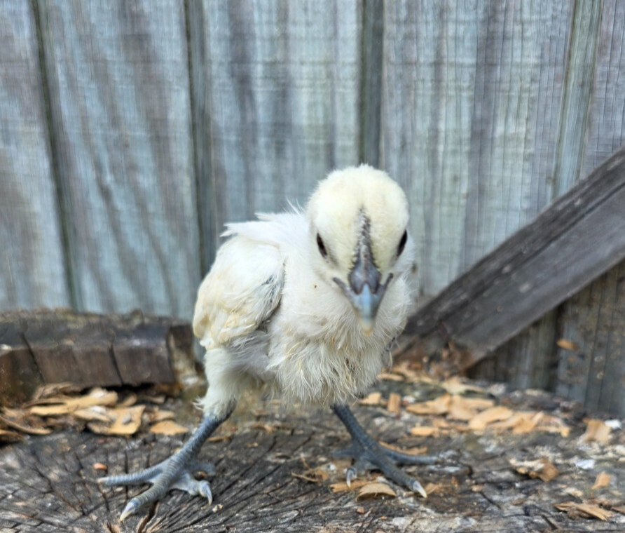 5+ Zombie (Ayam Cemani x White Leghorn) Hatching Eggs | TN NPIP ...