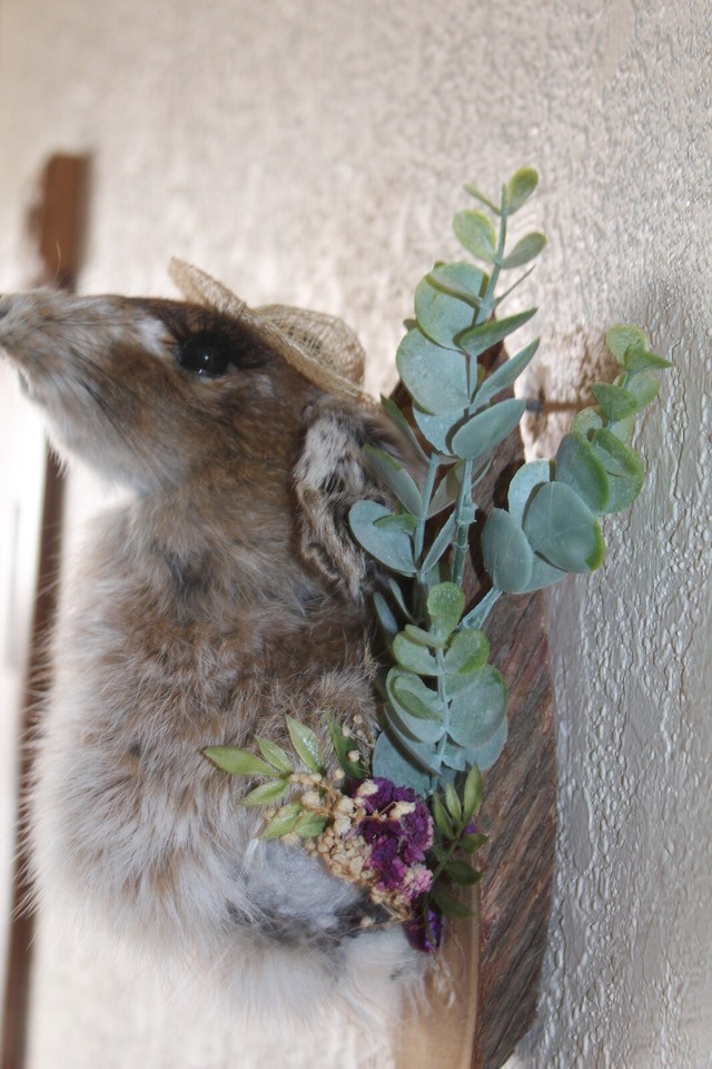 Rare Taxidermy Baby Bunny Easter Rabbit Mount Whitetail Deer Log Cabin ...