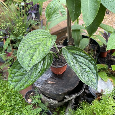 MONSTERA PERU ‘Green Galaxy’ -2 Cuttings With Nodes | eBay