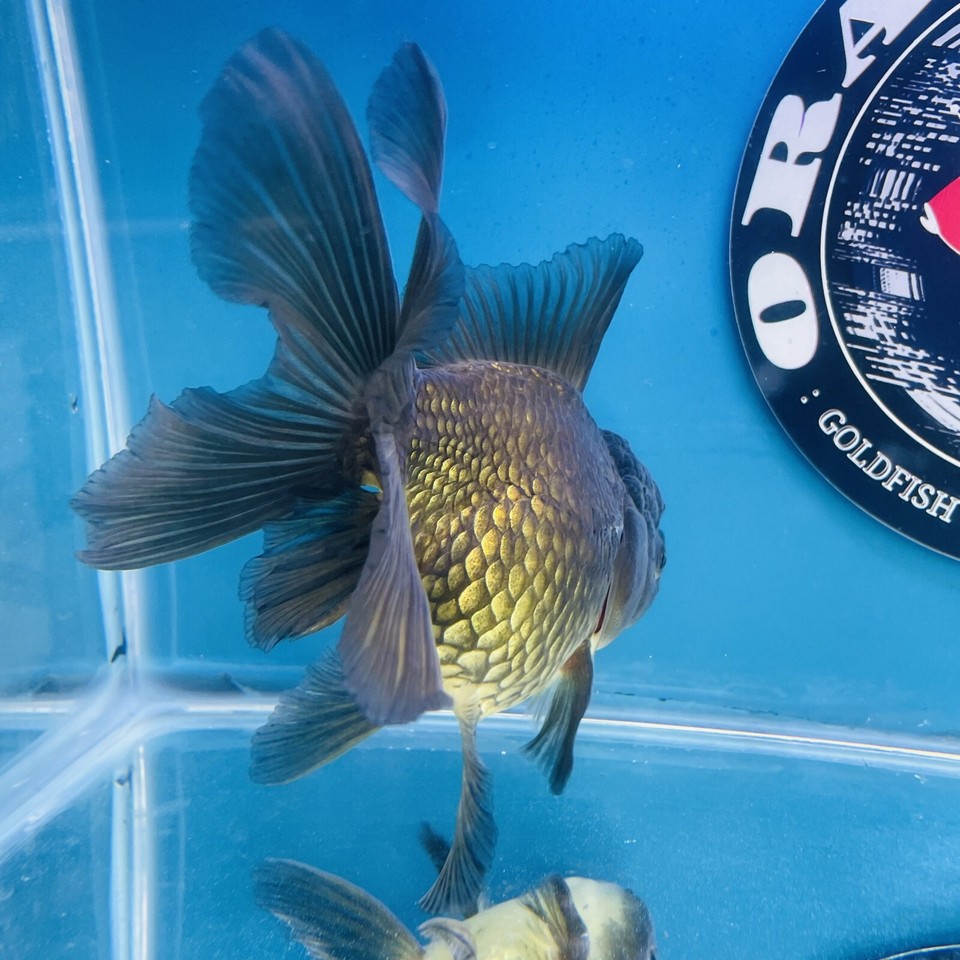 Thai oranda goldfish GreenTropical fish ( F Pack 1 ) Size 6 + inches | eBay