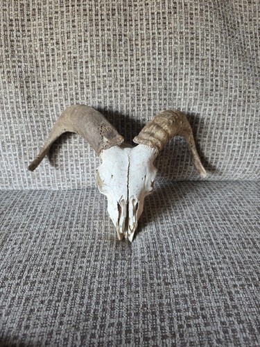 Real Sheep/Ram Skull - Taxidermy European Mount | eBay