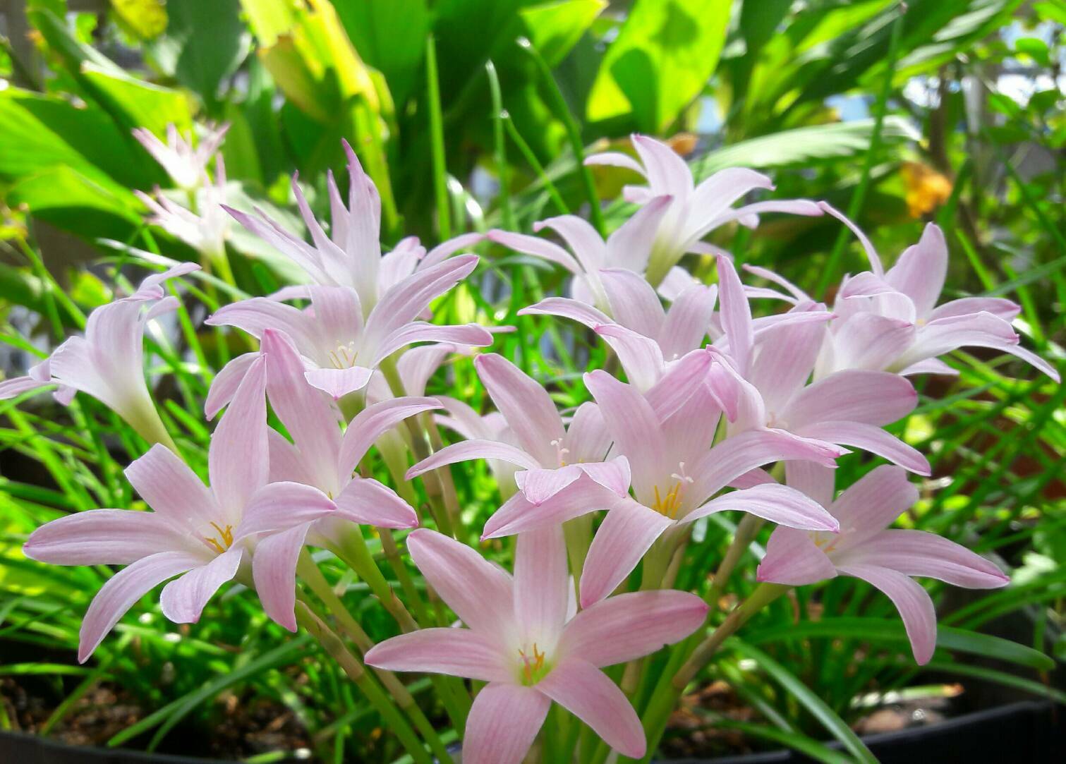 1 Bulb Rain Lily💖Zephyranthes 'First Love'💖RainFairy MagicLily💖 ...