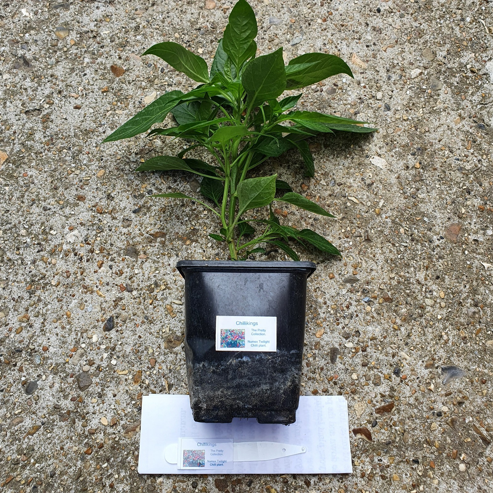 Any 1x Of Our Large Chilli Plants In a 12cm Pot!!! Chillikings!!! Ready ...