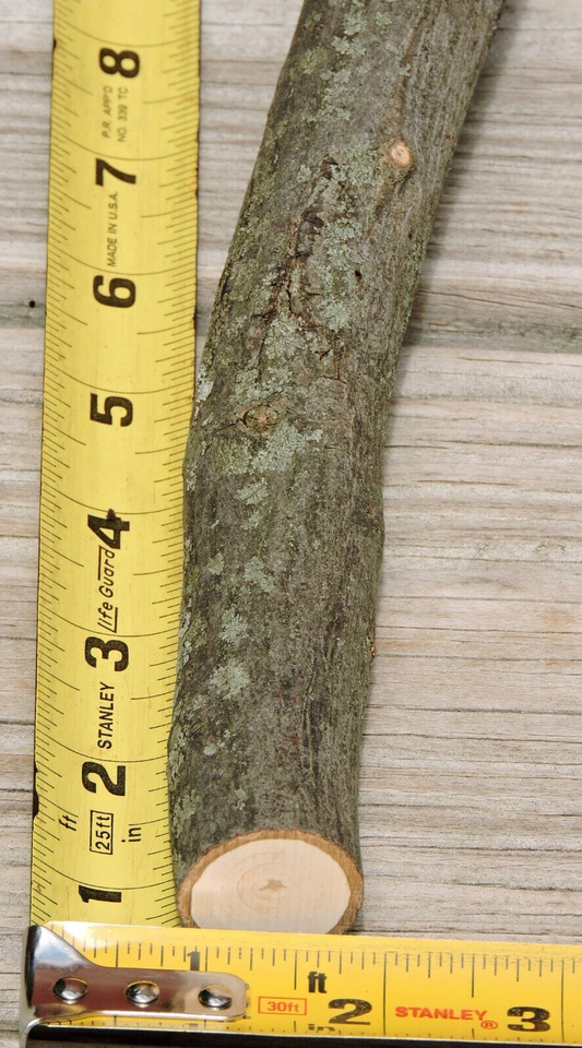 20" Hickory Wood Stick Wand Bird Perch Carving Blank Crafts Crooks 1"D ...