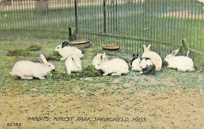 Springfield Massachusetts MA~Rabbits in Forest Park~1910 POSTCARD | eBay