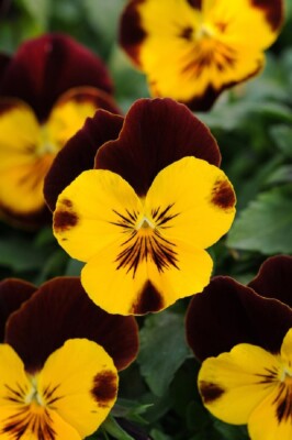 15 Pansy Seeds Cool Wave Sunshine And Wine Trailing Pansy (HANGING ...