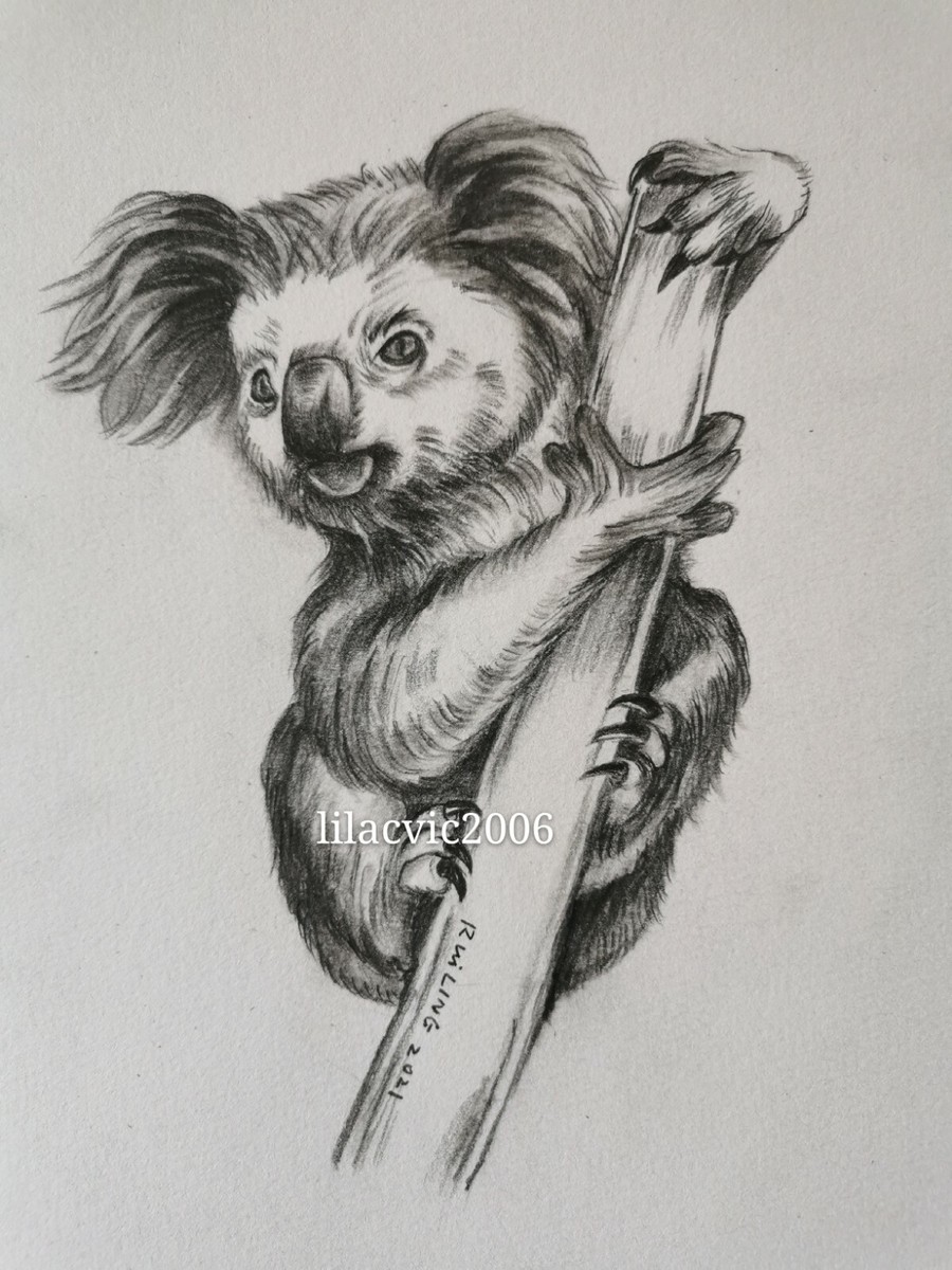 Koala Bear Drawing Pencil Koala Drawing Hi Res Stock (A Black And