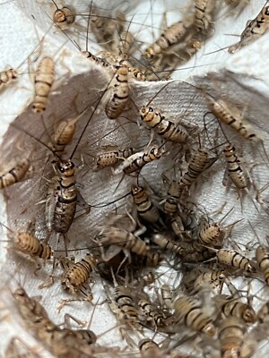 Live Crickets 25-200 Pinhead Small Medium Reptile Food Free Shipping | eBay