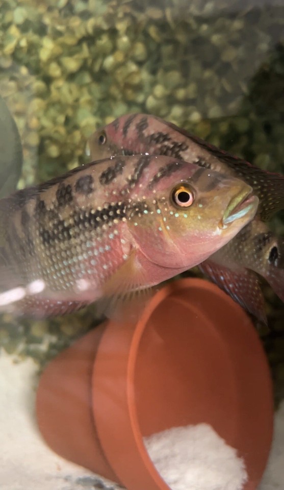 1 Live Unsexed Jack Dempsey Cichlid Size Large 5”-7" Inch Fish ADULT ...